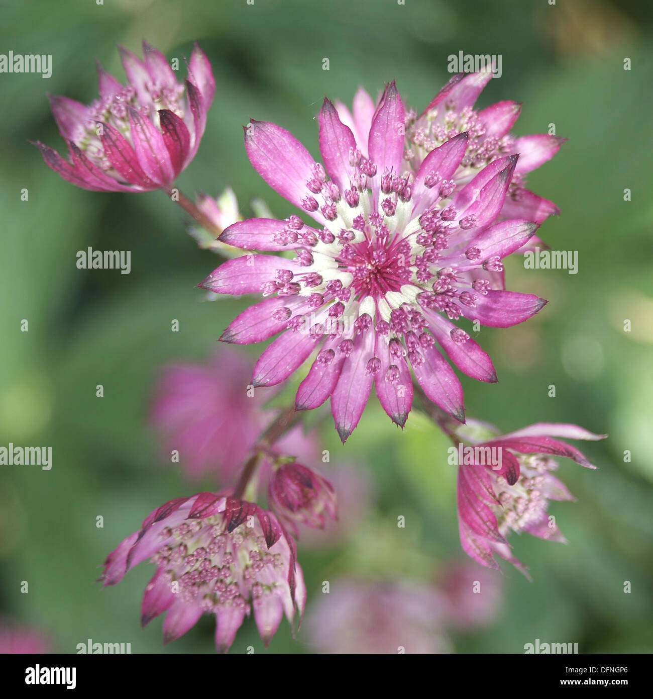 Greater masterwort astrantia major hi-res stock photography and images ...