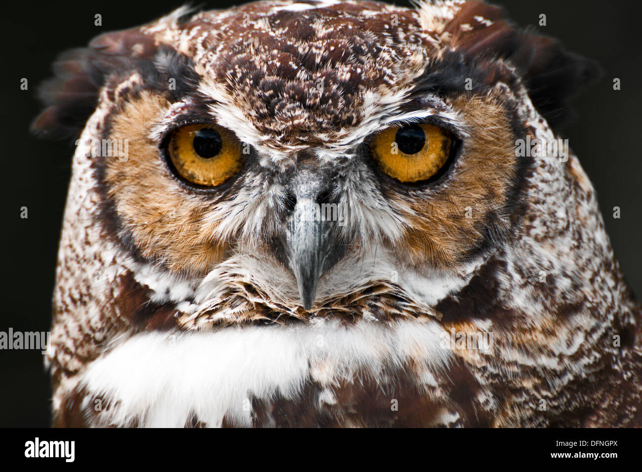 Aggressive owl hi-res stock photography and images - Alamy