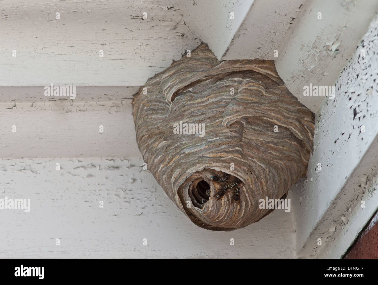 Bald faced wasps hi-res stock photography and images - Alamy