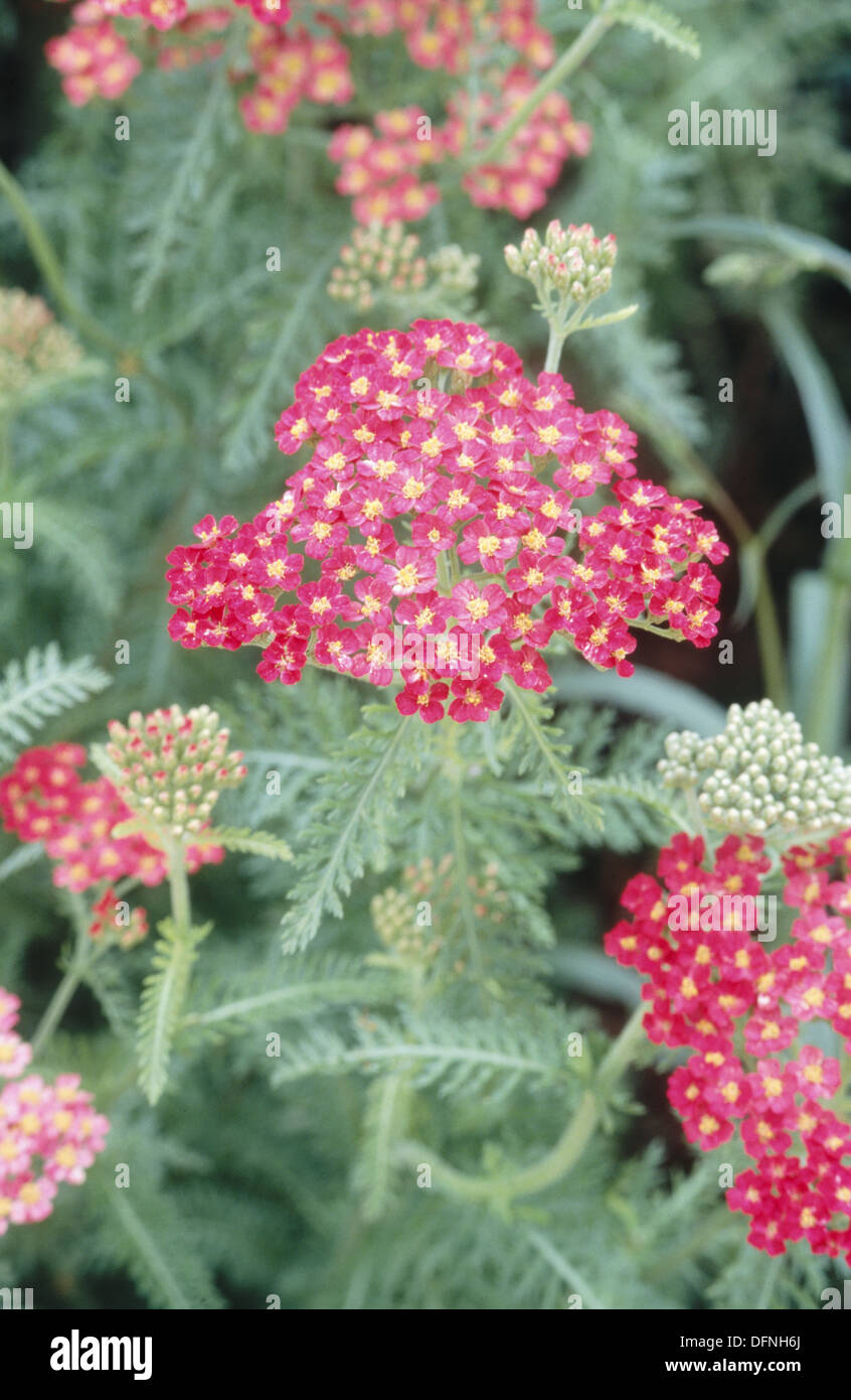 Achillea Millefolium Paprika High Resolution Stock Photography and ...