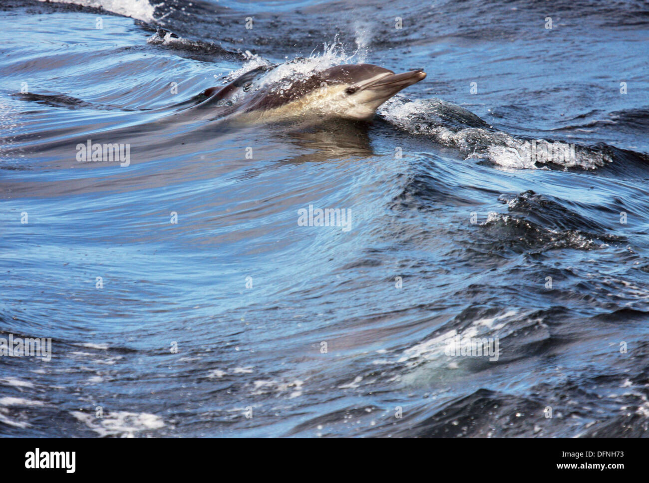 Out of the water hi-res stock photography and images - Alamy