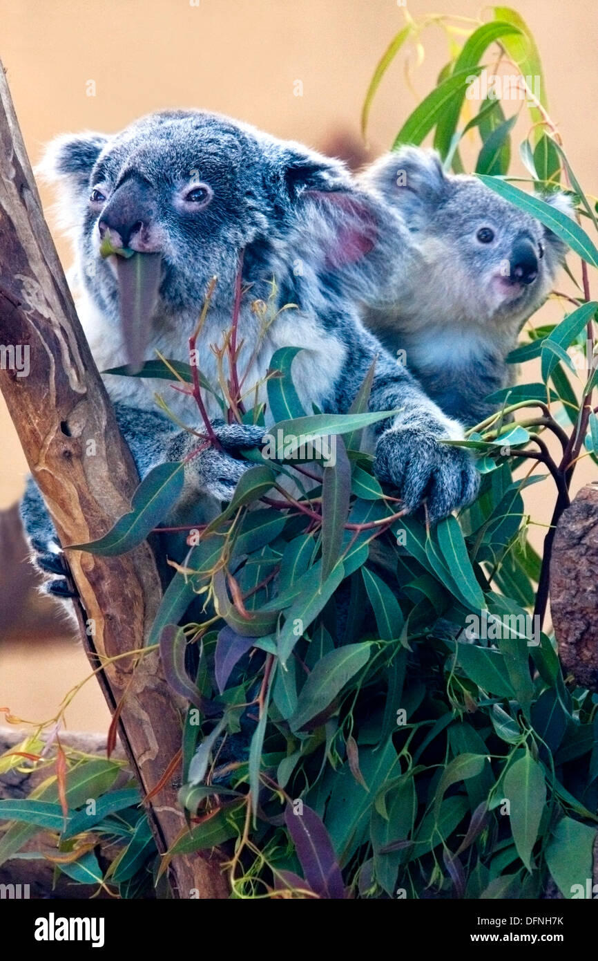 Koala mother and baby in tree hi-res stock photography and images - Alamy