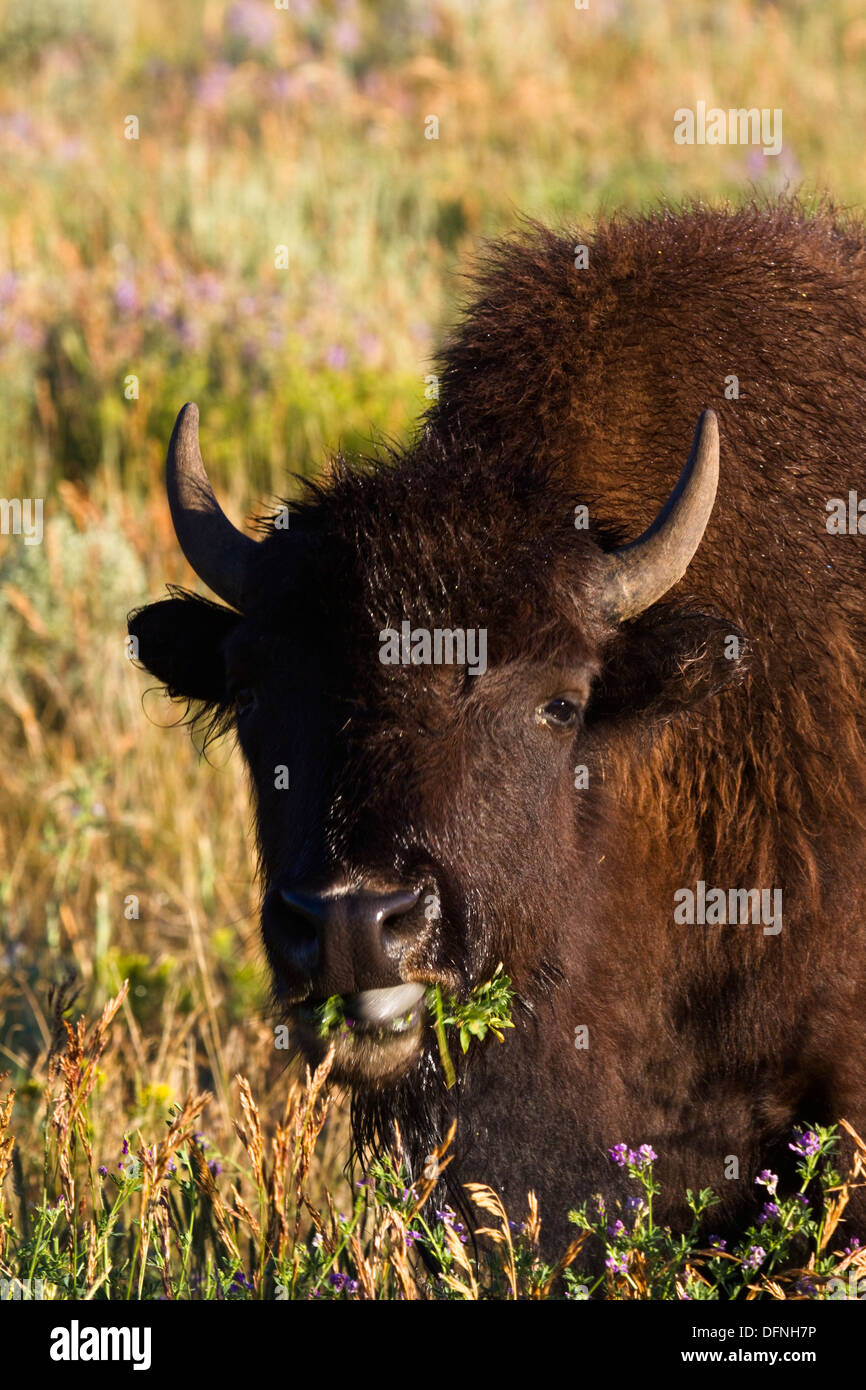 Buffalo eating hi-res stock photography and images - Alamy