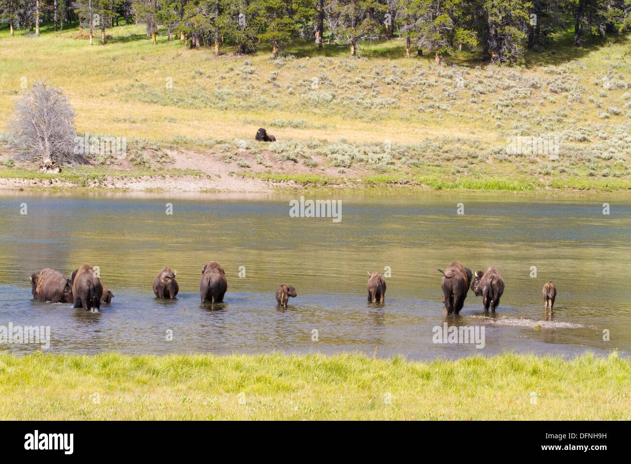 Bison yellowstone swim hi-res stock photography and images - Alamy