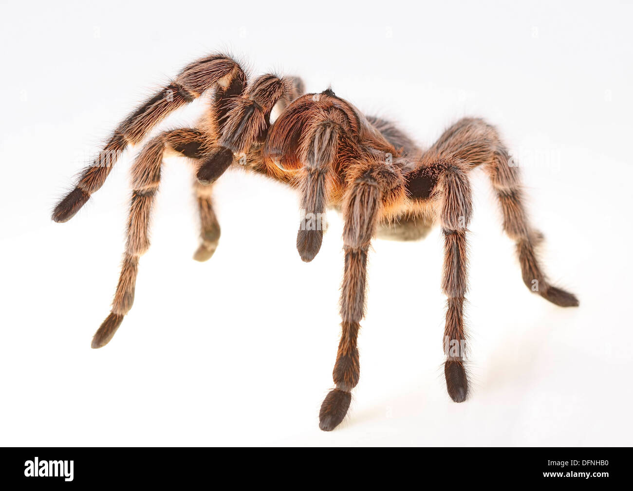 Chilean rose hair tarantula Cut Out Stock Images & Pictures - Alamy