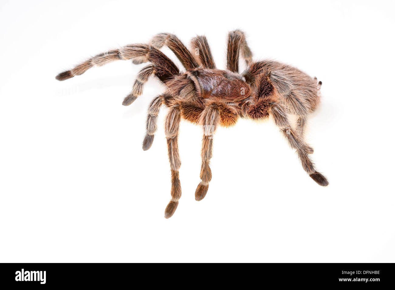 Spideramerica Cut Out Stock Images & Pictures - Alamy