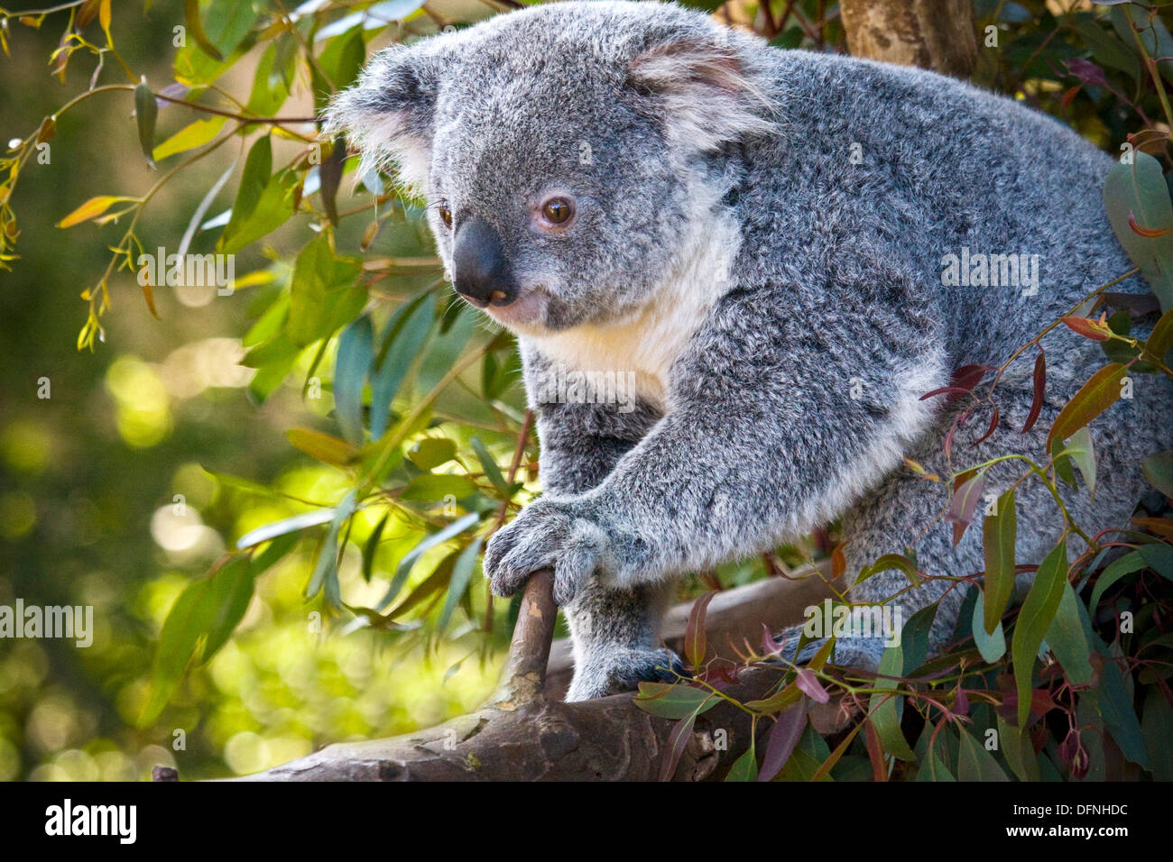 Koala walking hi-res stock photography and images - Alamy