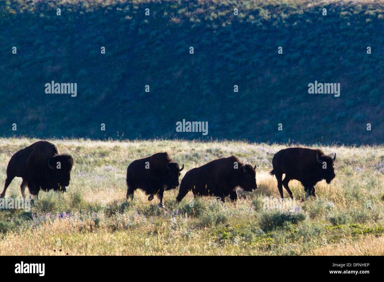 2010 animalia hi-res stock photography and images - Alamy