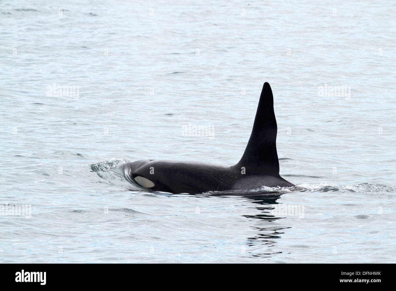 Orca saddle hi-res stock photography and images - Alamy