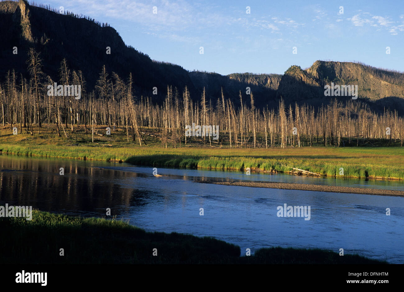 Landscape regrowth yellowstone national park hi-res stock photography ...