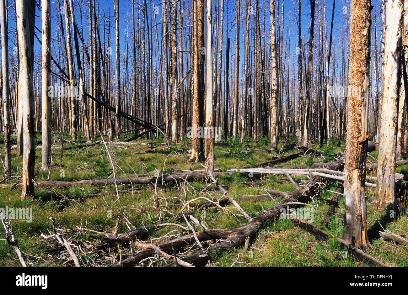 Forest regrowth after fire hi-res stock photography and images - Alamy