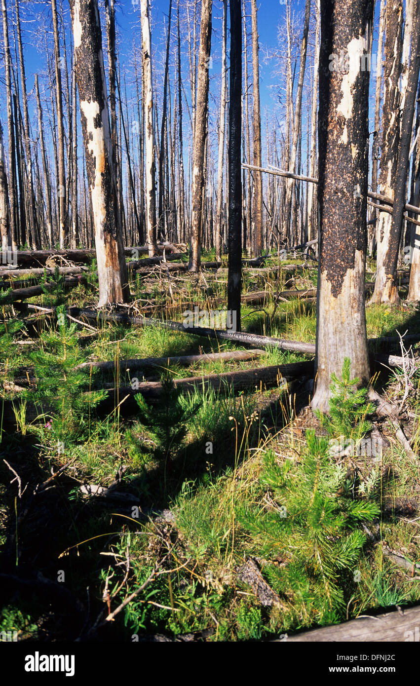 Forest burnt regrowth hi-res stock photography and images - Alamy
