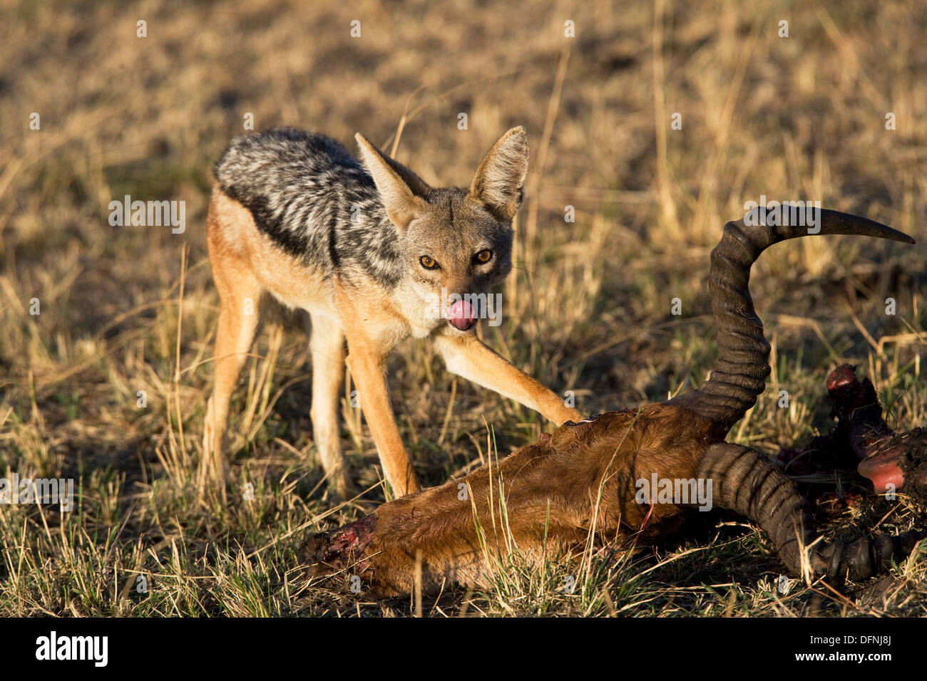 Topi kill hi-res stock photography and images - Alamy