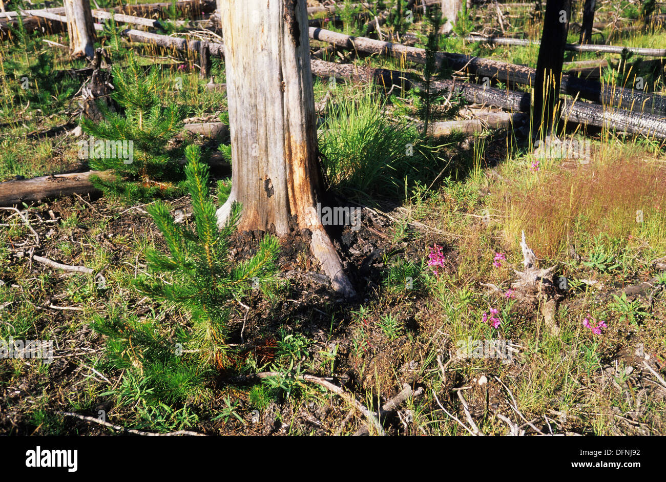 Forest Regrowth After Fire Stock Photos & Forest Regrowth After Fire ...