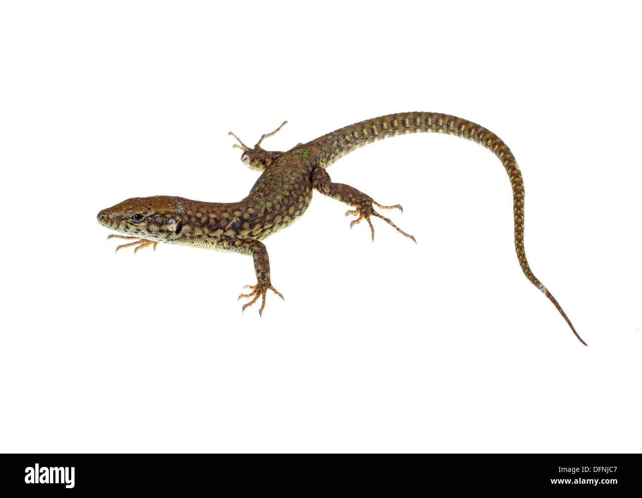 common lizard on white background with natural poses Stock Photo - Alamy