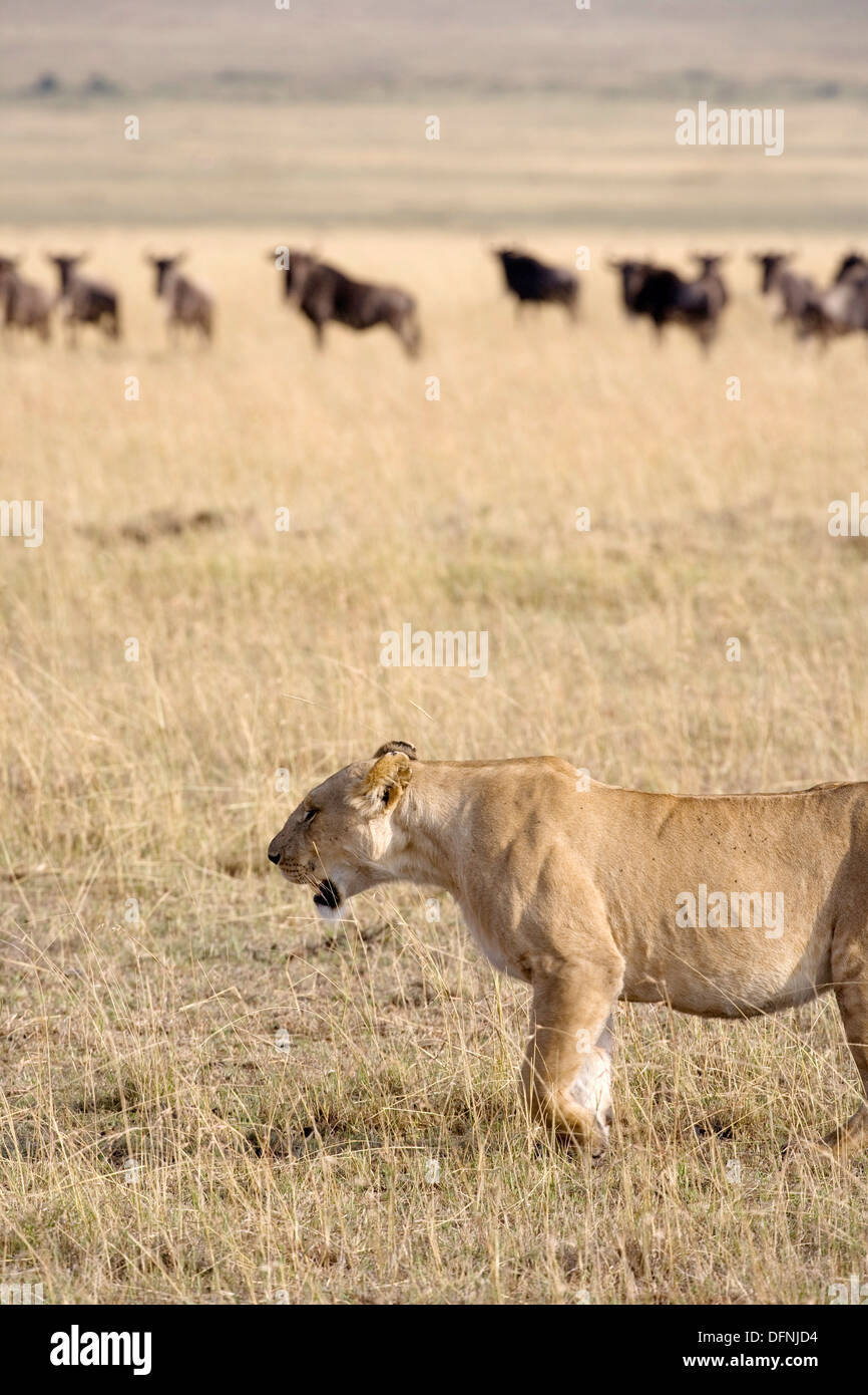 Lioness hunting wildebeest hi-res stock photography and images - Alamy