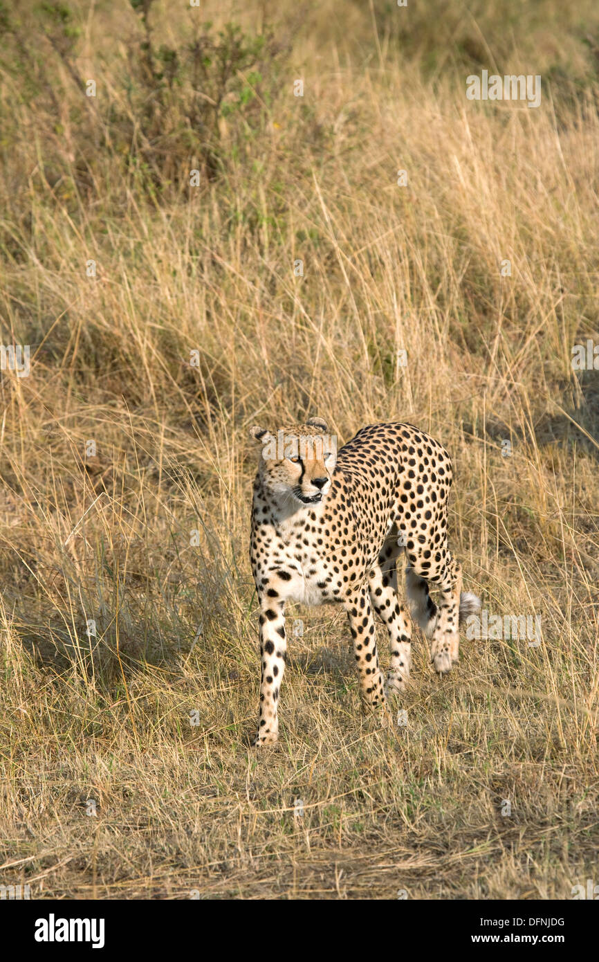 Female Cheetah walking across the Masai Mara Stock Photo - Alamy