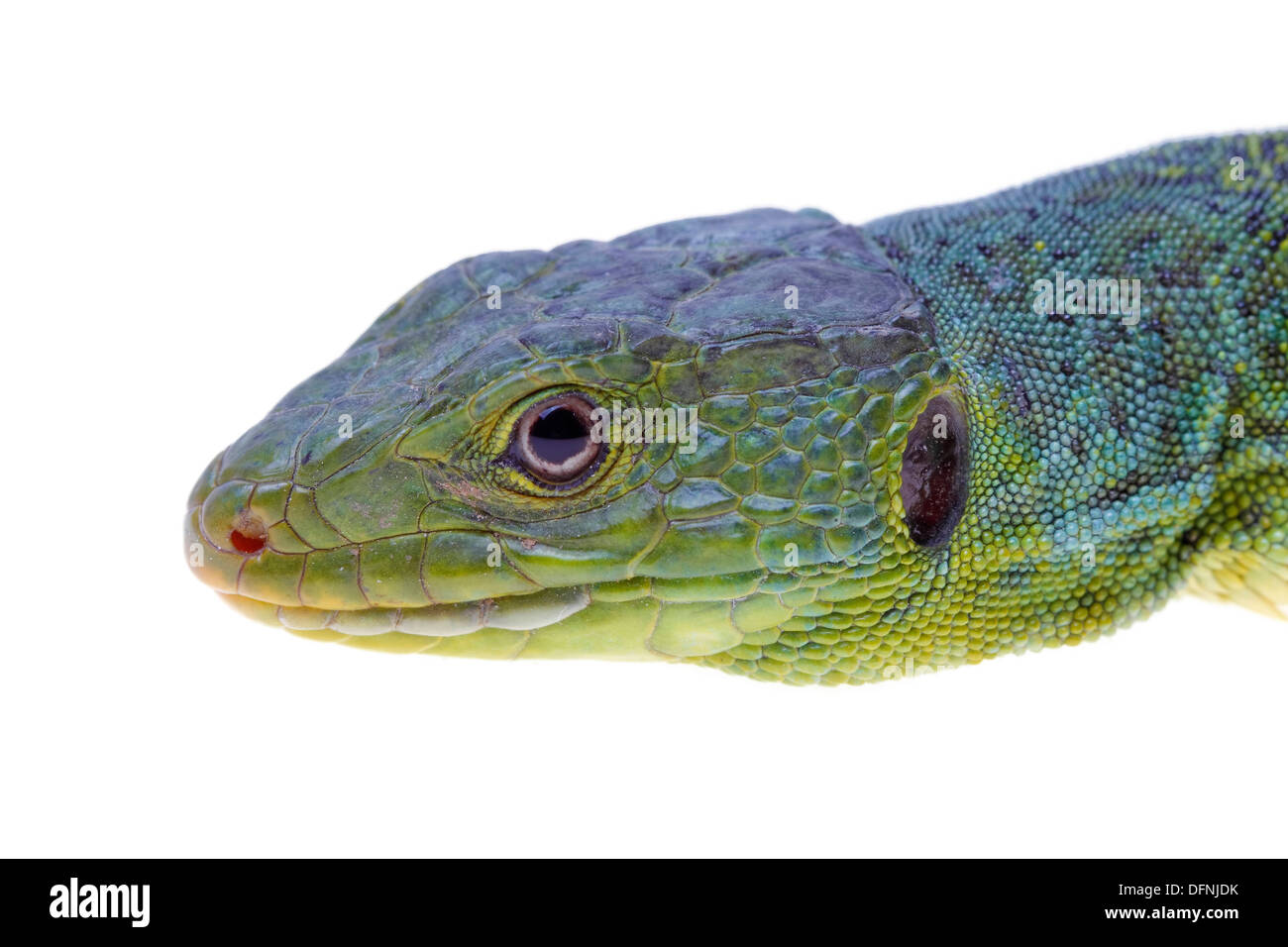 Ocellated lizard isolated on white background Stock Photo - Alamy
