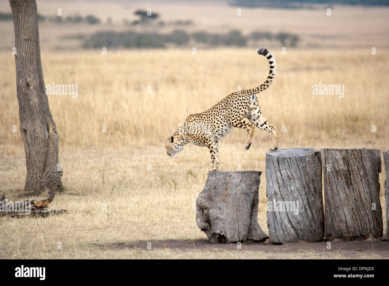 Cheetah Log High Resolution Stock Photography and Images - Alamy
