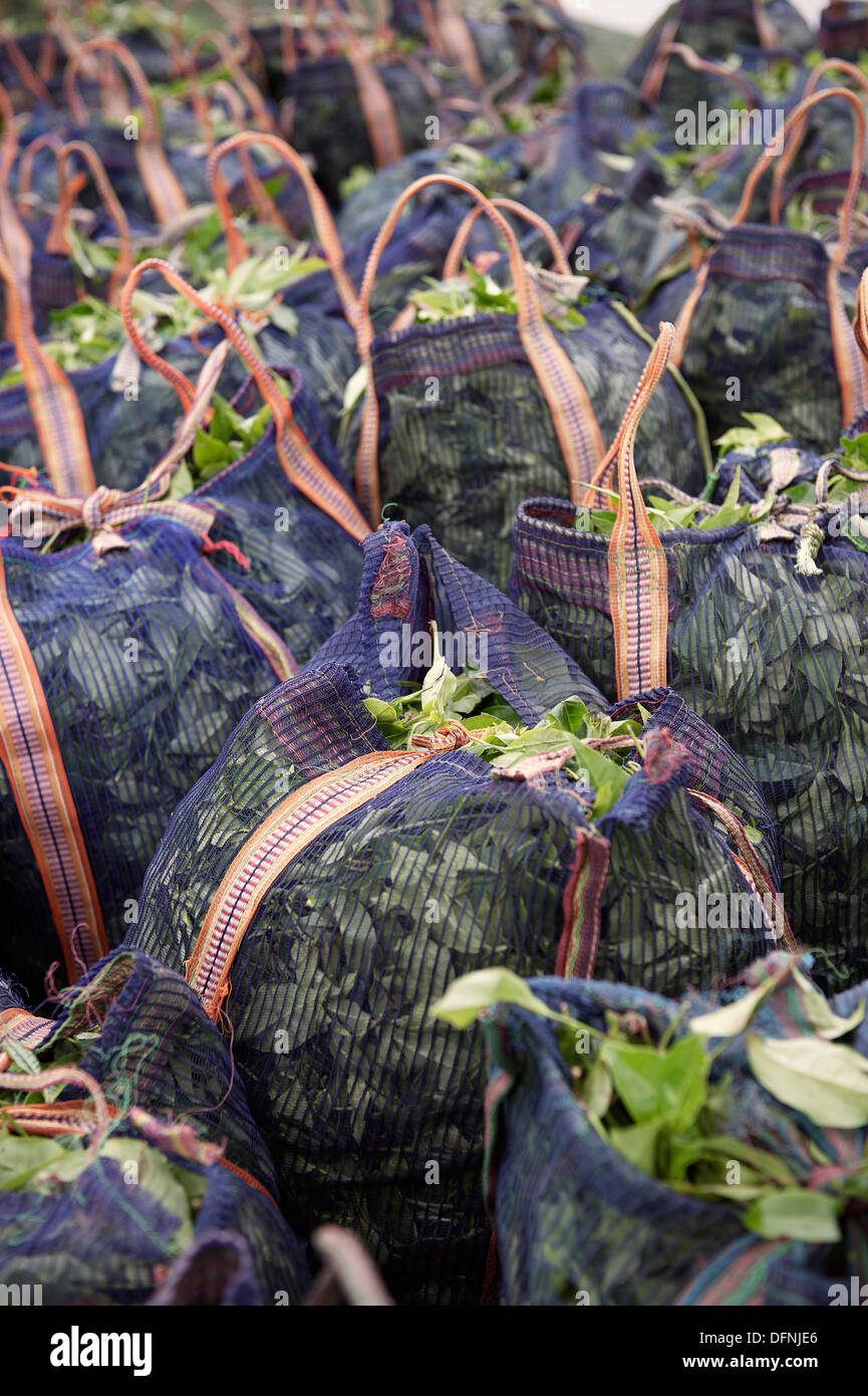 Freshly harvested tea leaves in baskets at a tea plantation, tea ...