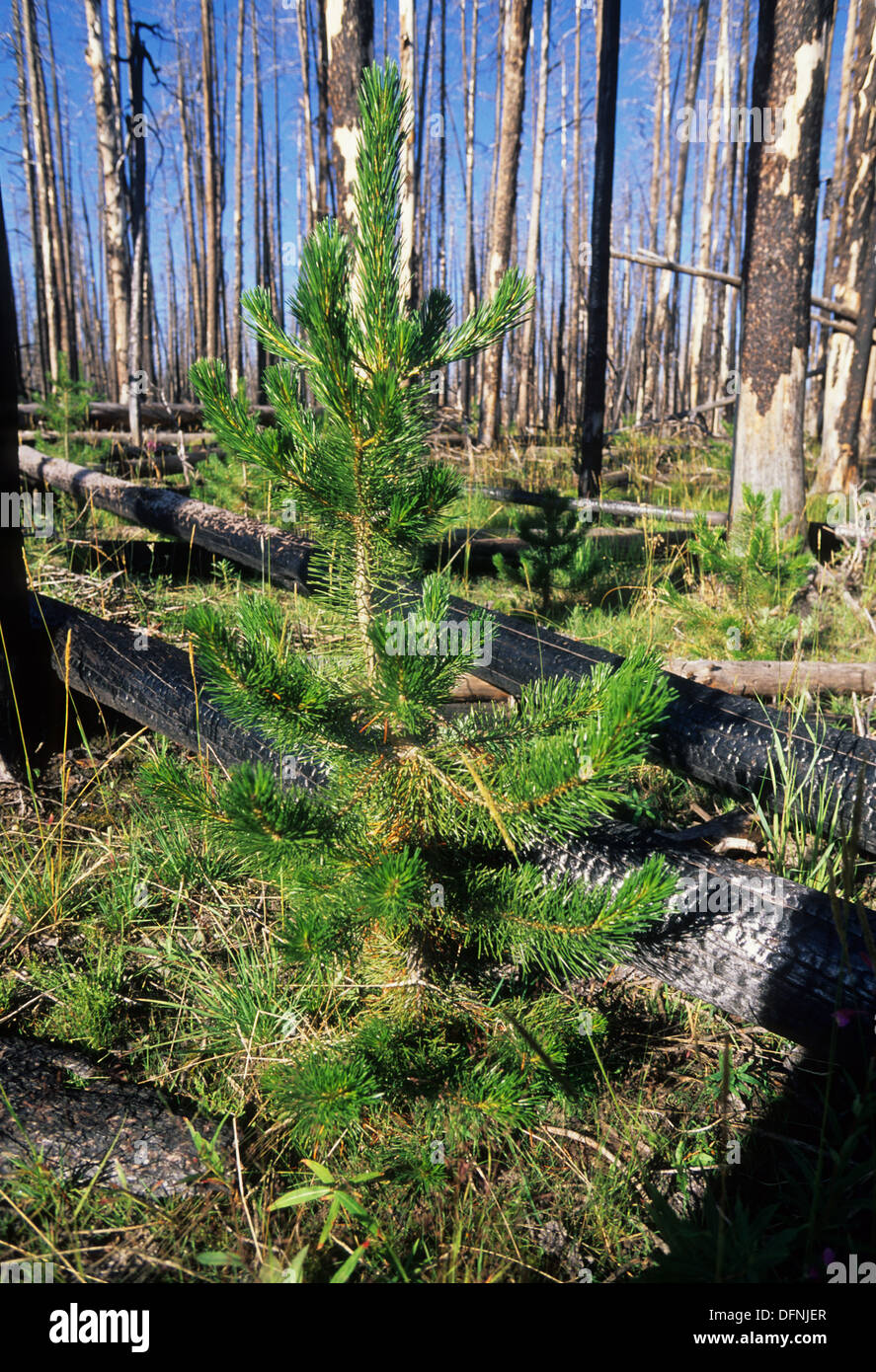 Forest burnt regrowth hi-res stock photography and images - Alamy