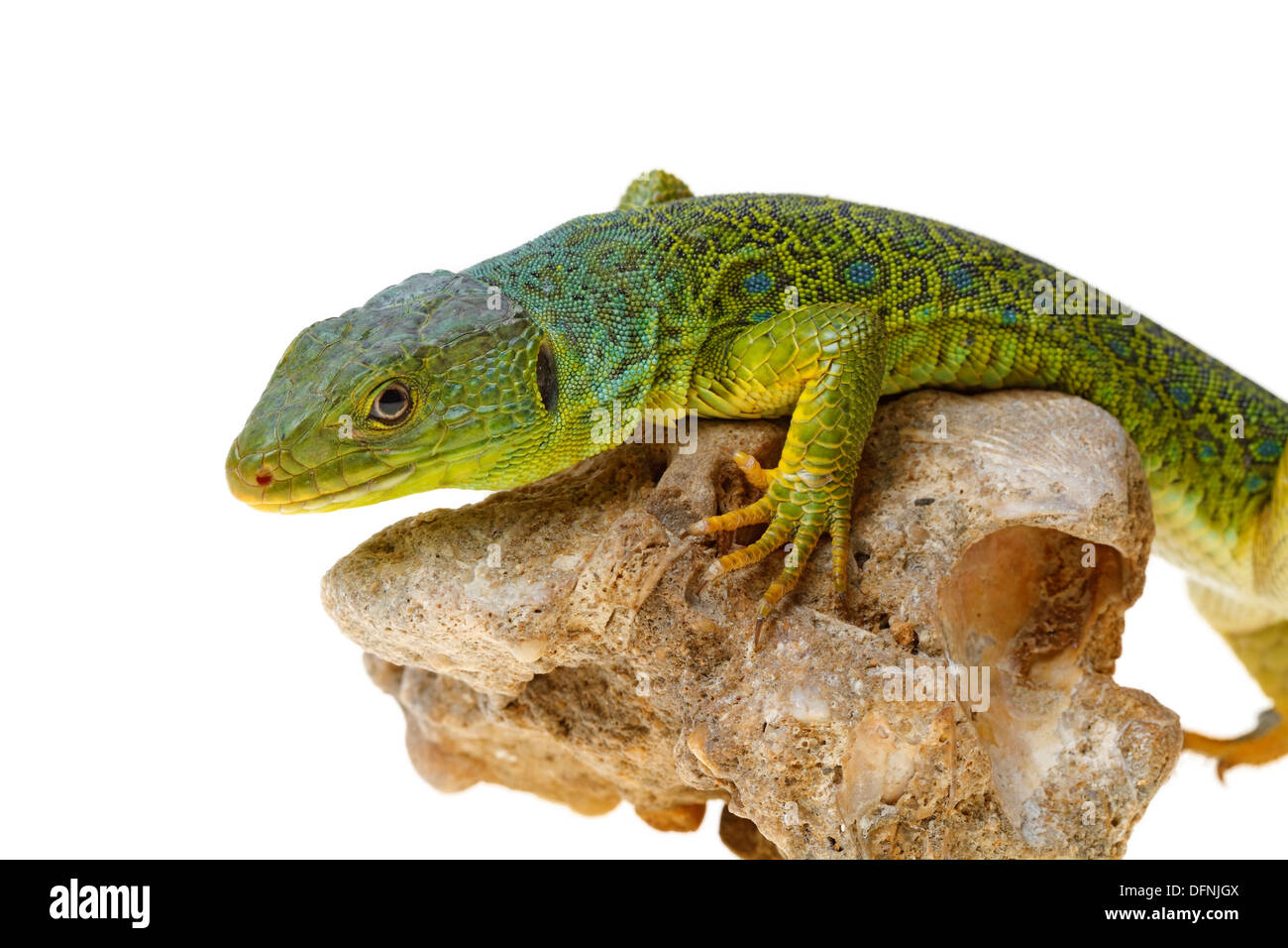 Ocellated lizard isolated on white background Stock Photo - Alamy