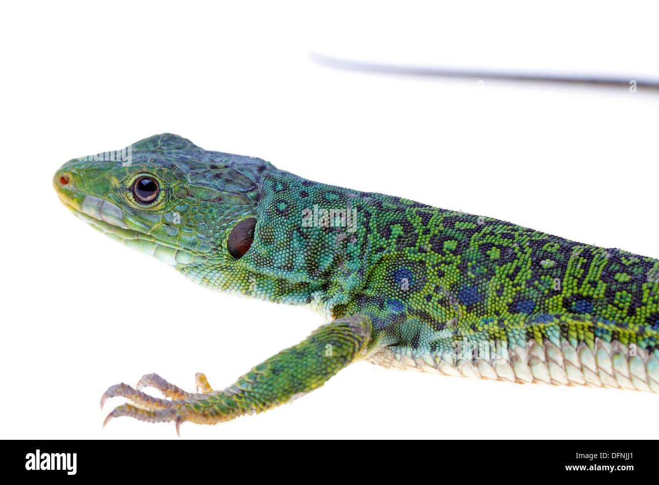 Ocellated lizard isolated on white background Stock Photo - Alamy