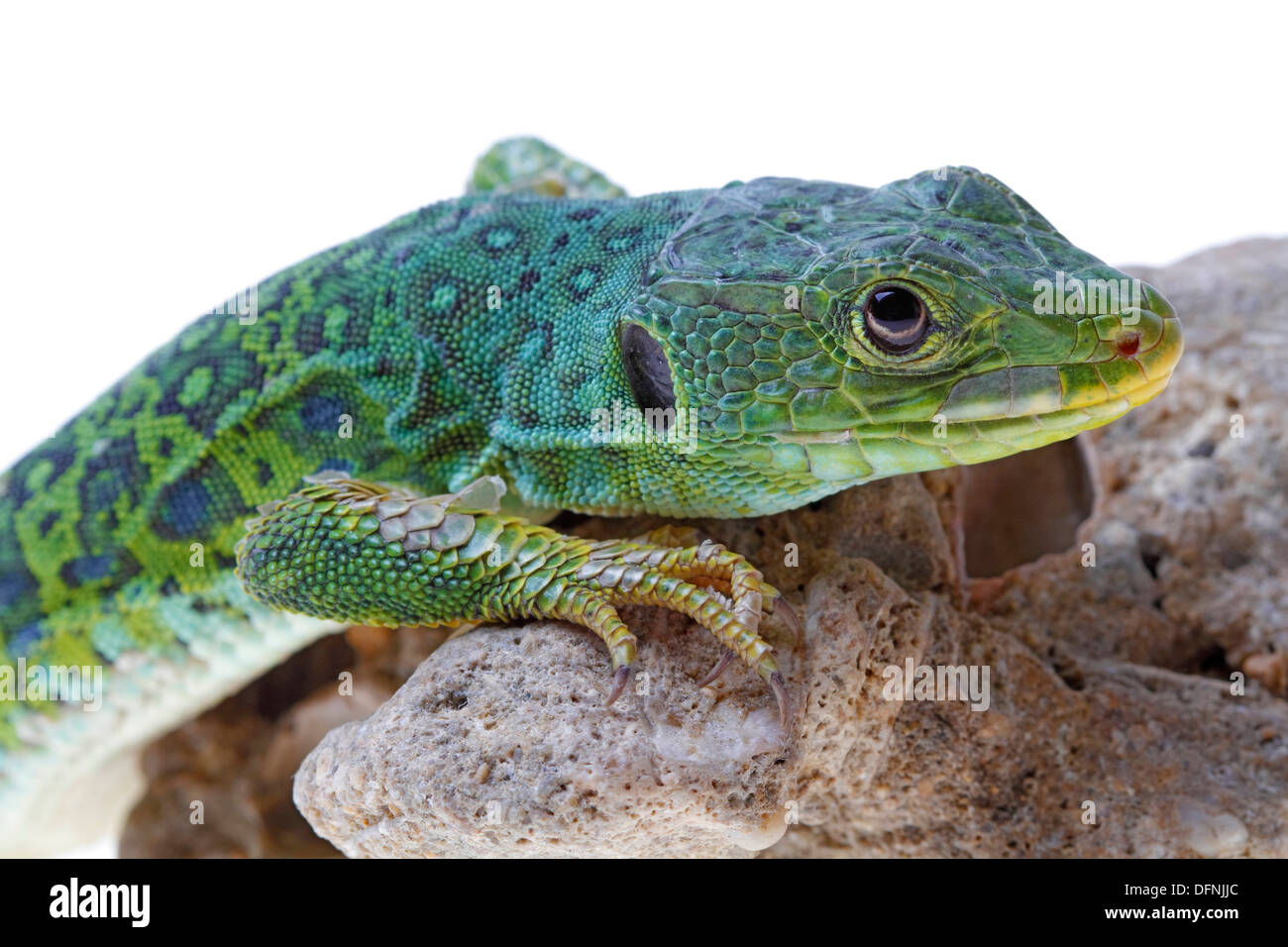 Ocellated lizard isolated on white background Stock Photo - Alamy