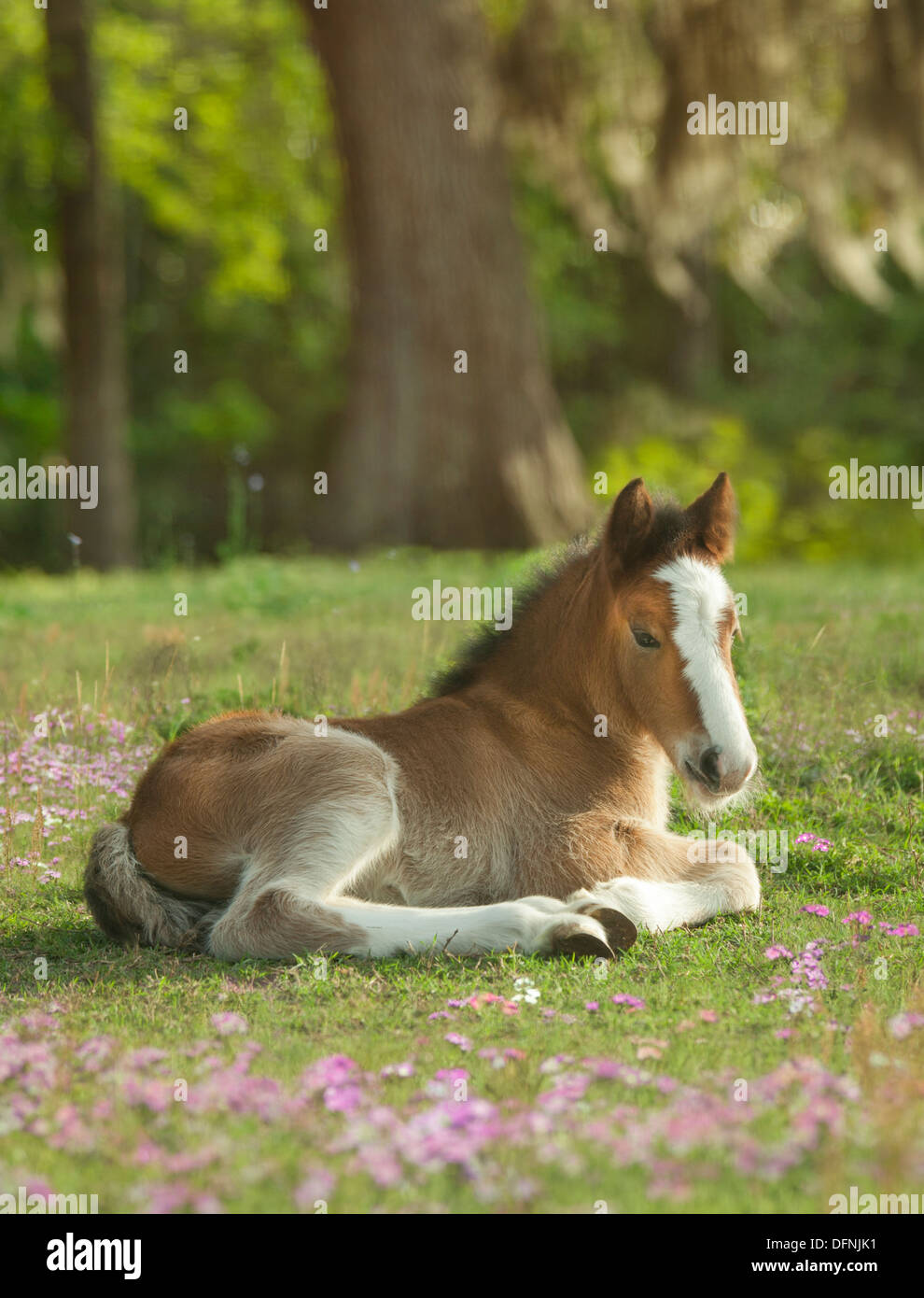 Pony cross hi-res stock photography and images - Alamy