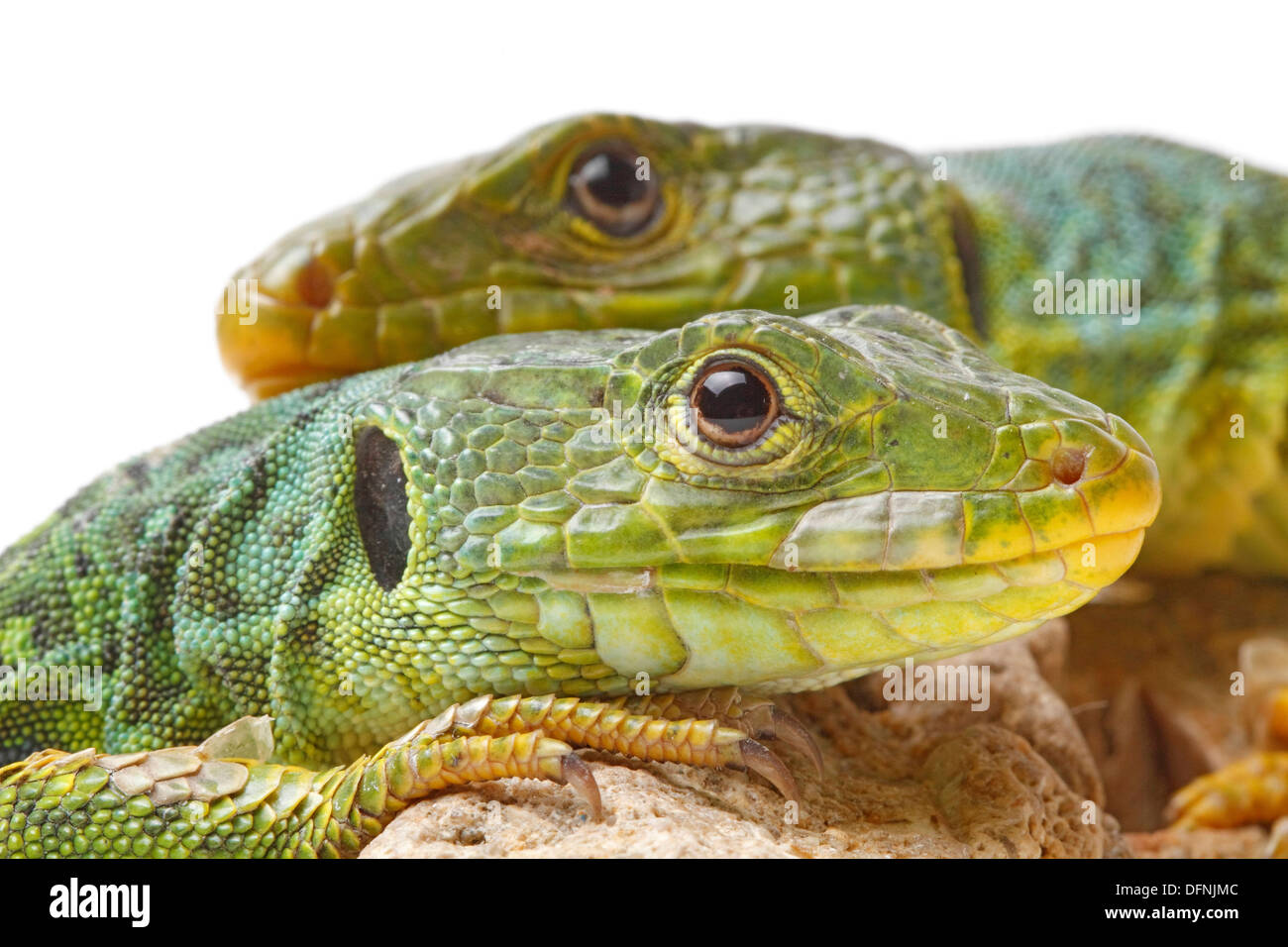 Ocellated lizard isolated on white background Stock Photo - Alamy