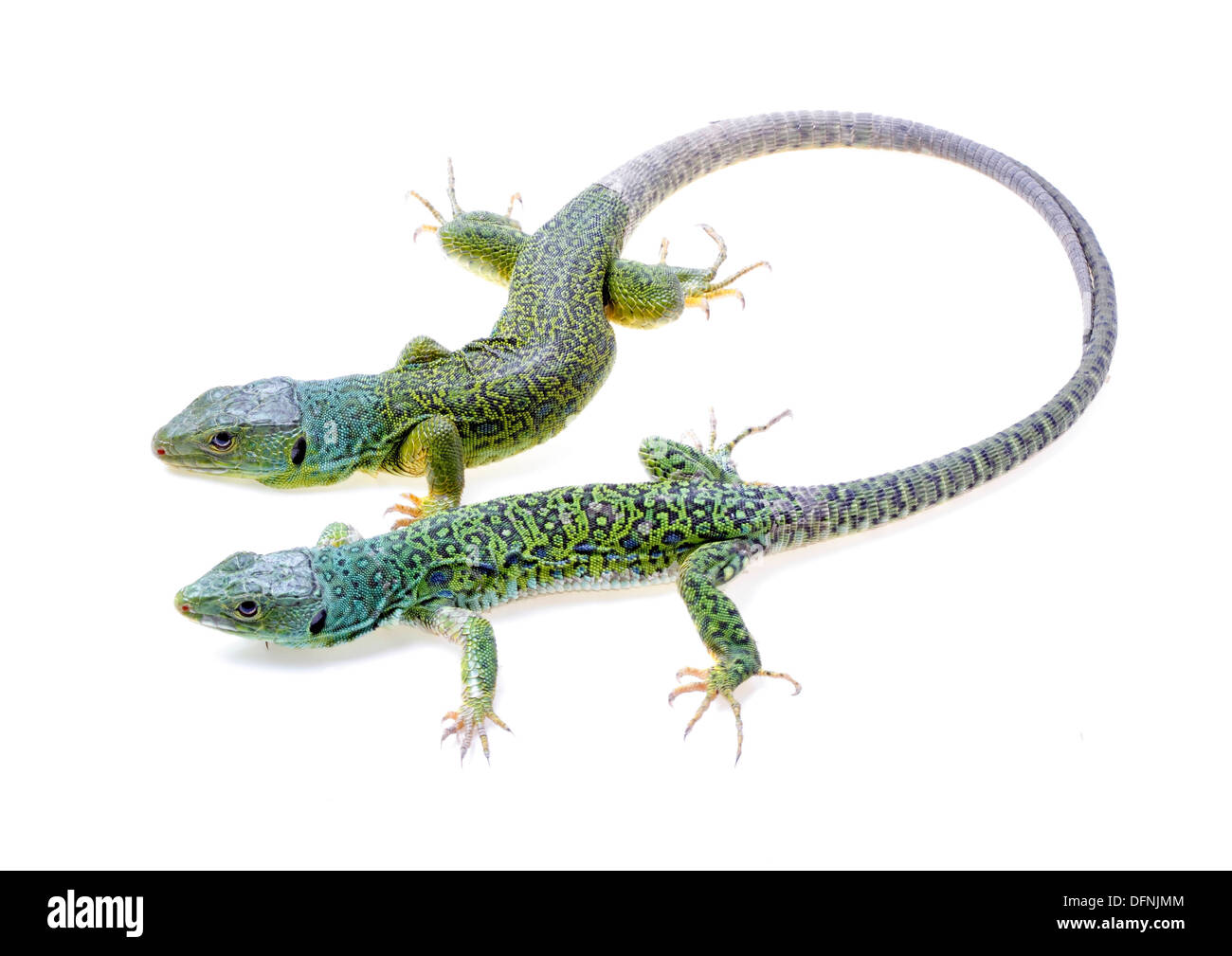 Ocellated lizard isolated on white background Stock Photo - Alamy