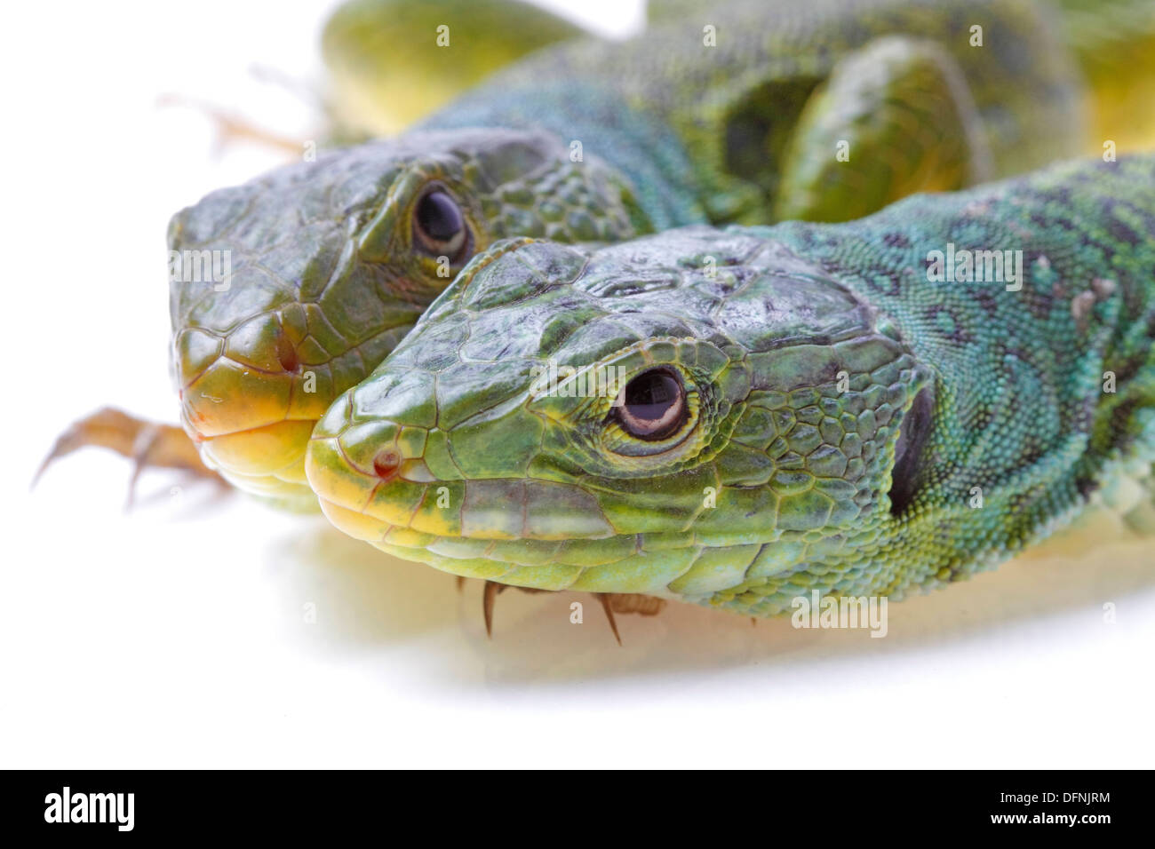 Ocellated lizard isolated on white background Stock Photo - Alamy
