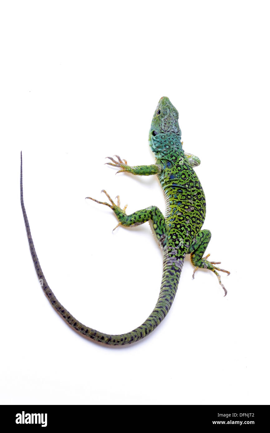 Ocellated lizard isolated on white background Stock Photo - Alamy