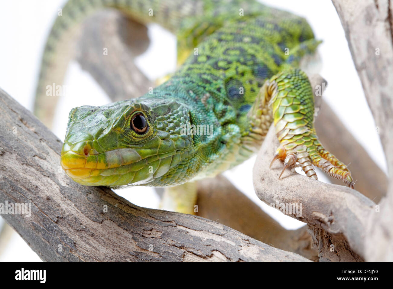 Ocellated lizard isolated on white background Stock Photo - Alamy