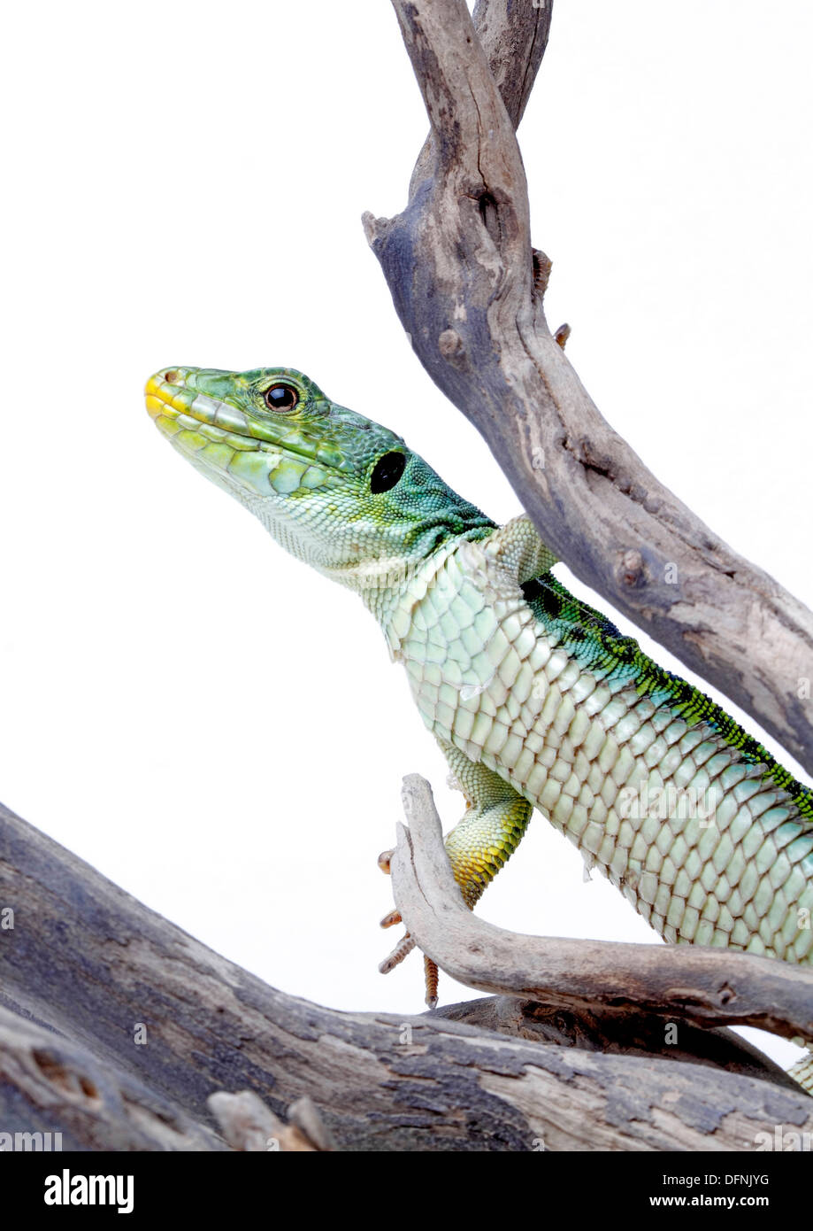 Ocellated lizard isolated on white background Stock Photo - Alamy