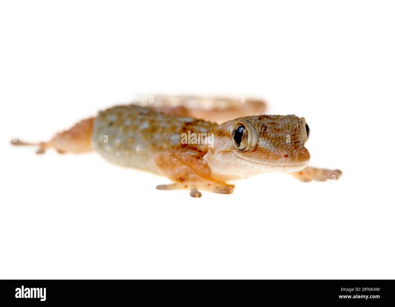 Baby gecko hi-res stock photography and images - Alamy