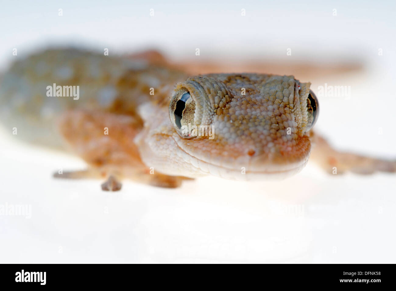 Baby gecko hi-res stock photography and images - Alamy