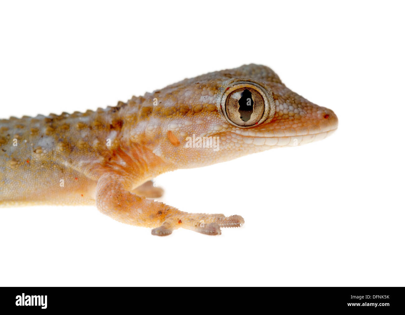 gecko isolated on white background living au naturel Stock Photo - Alamy