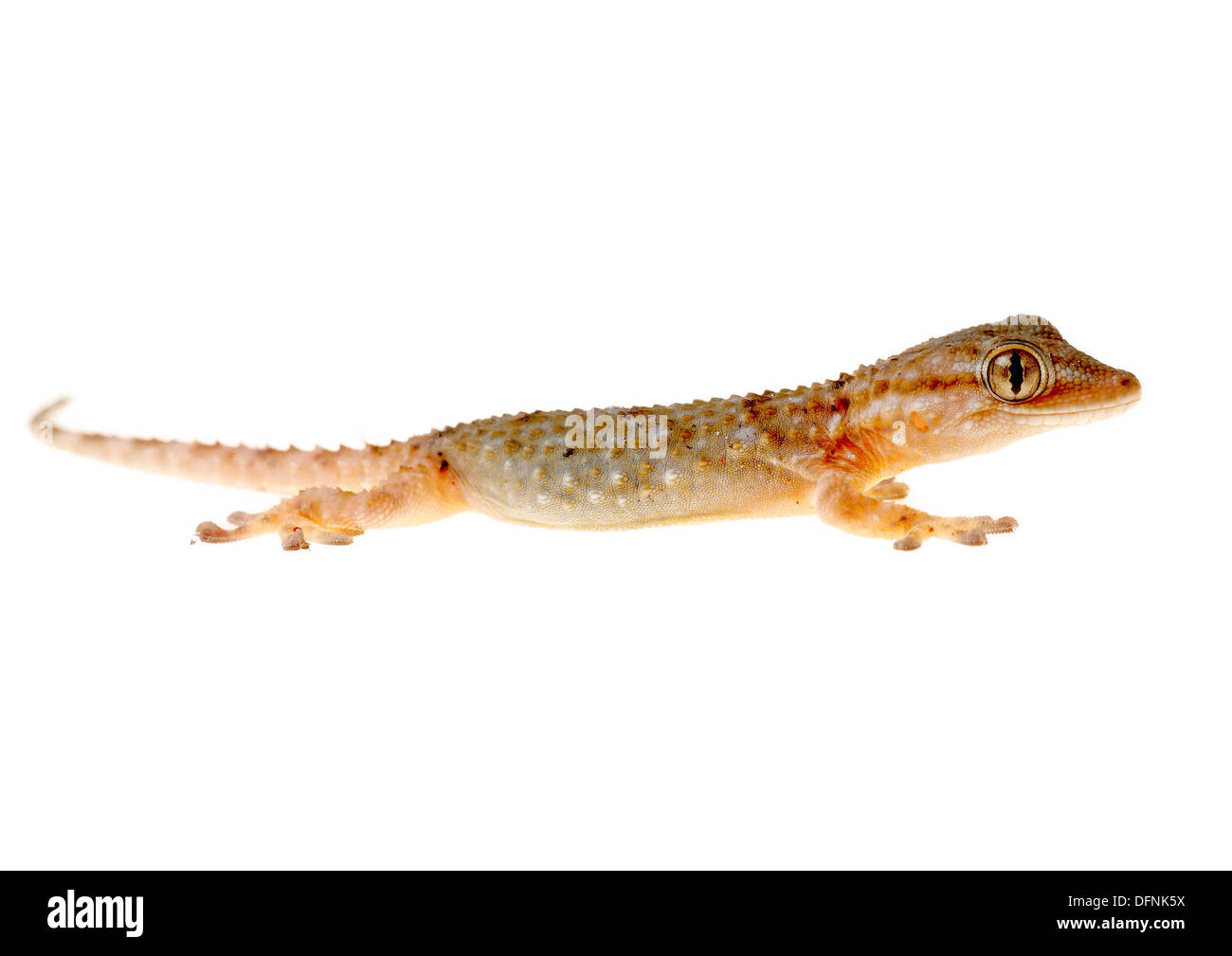 Baby gecko hi-res stock photography and images - Alamy
