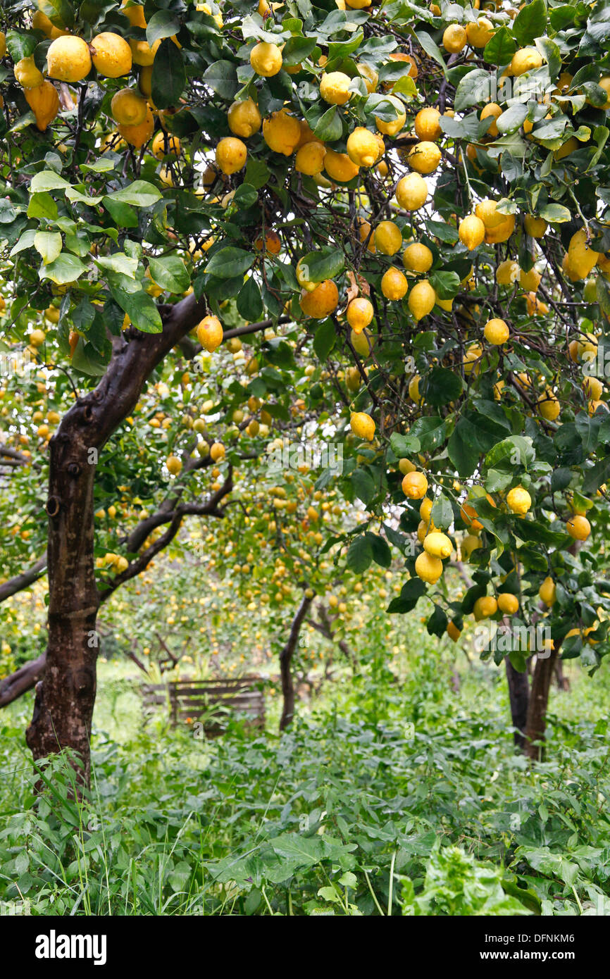 Lemon trees with rape leomns, citrus garden, Soller, Mallorca, Spain ...