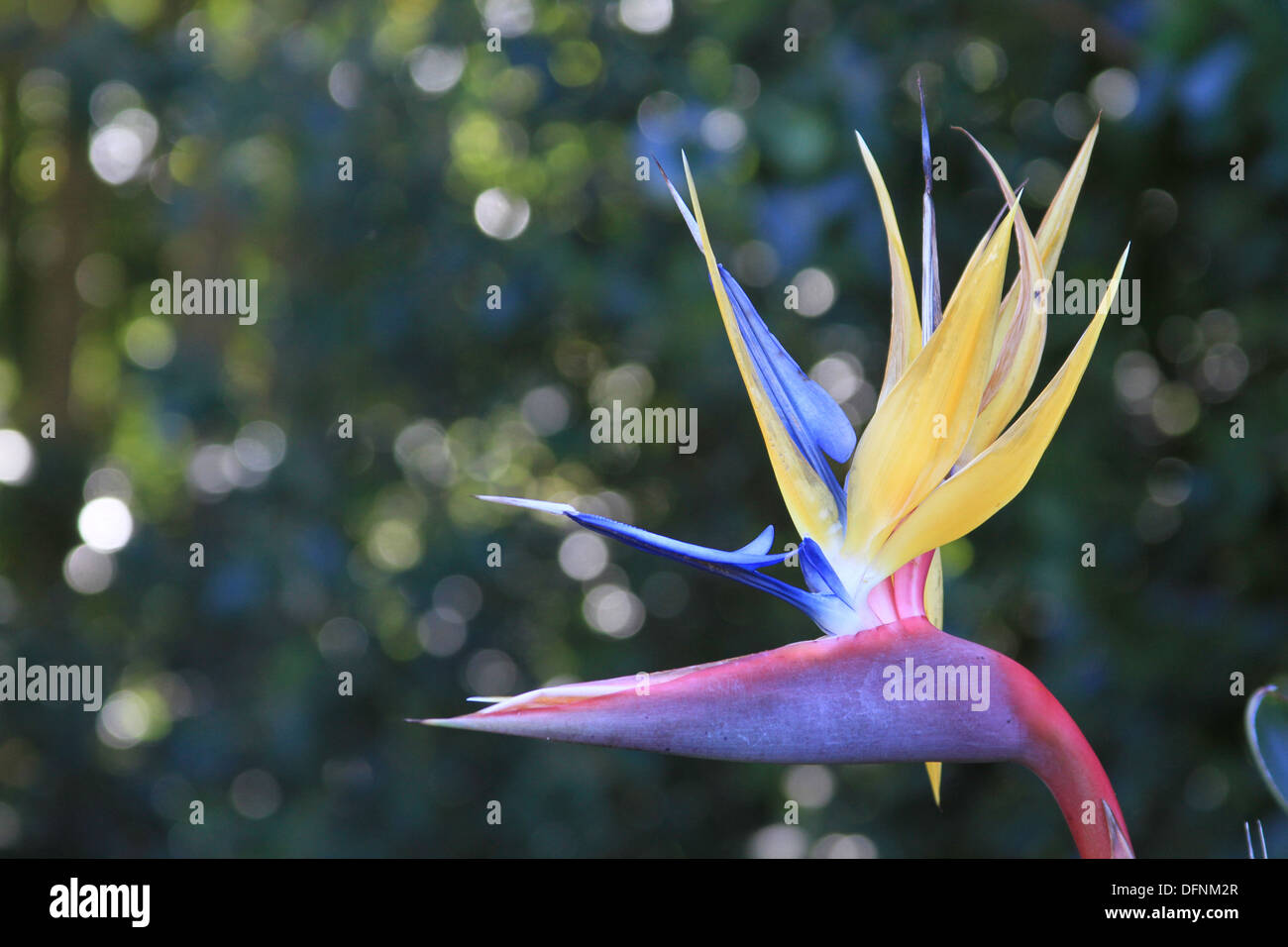 Nelson Mandela Bird of Paradise at Kirstenbosch Gardens Stock Photo - Alamy