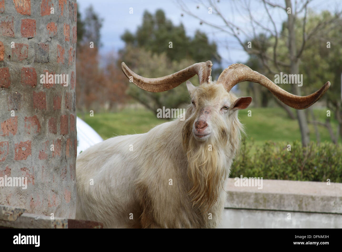 Saanen Goat Stock Photo - Alamy