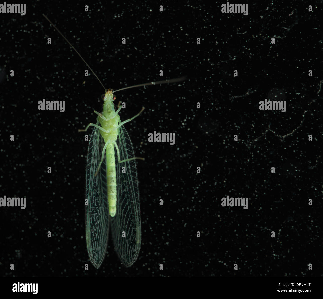 Green insect portrait front view on black background Stock Photo - Alamy