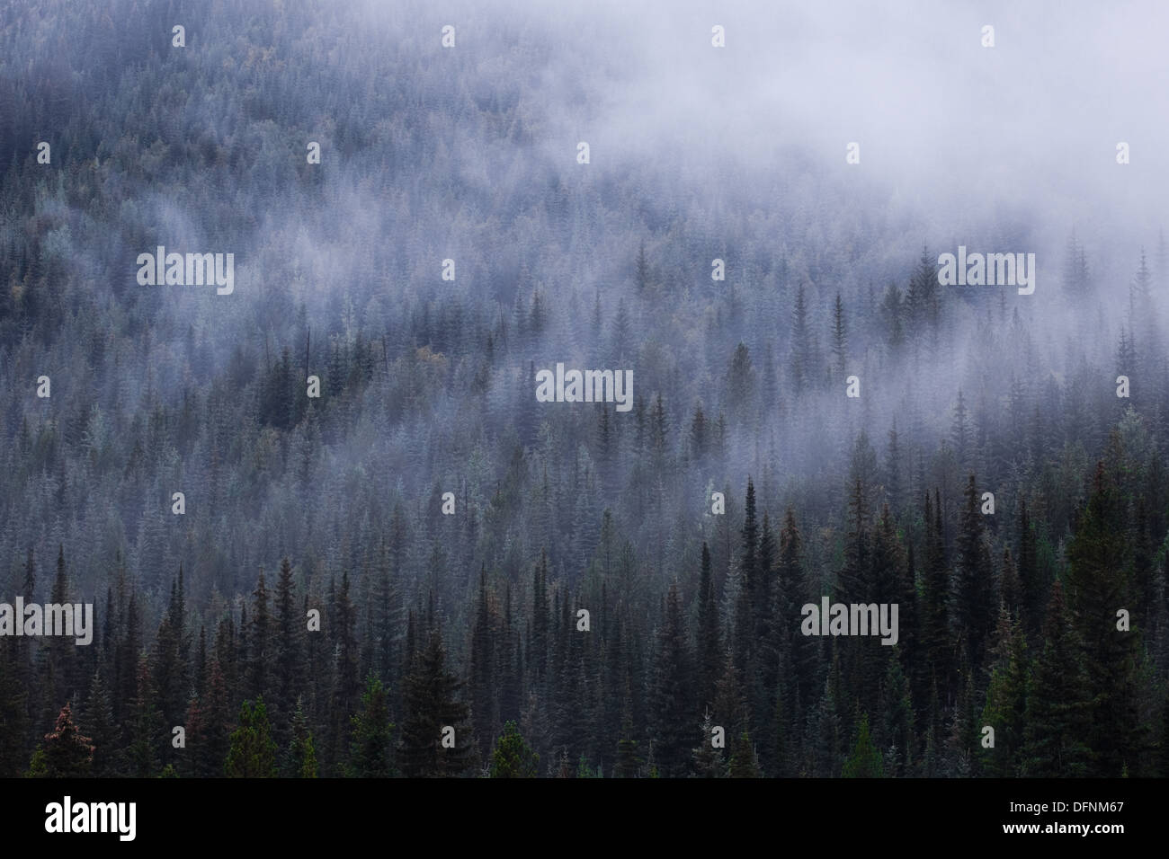 Wet damp misty fog hi-res stock photography and images - Alamy