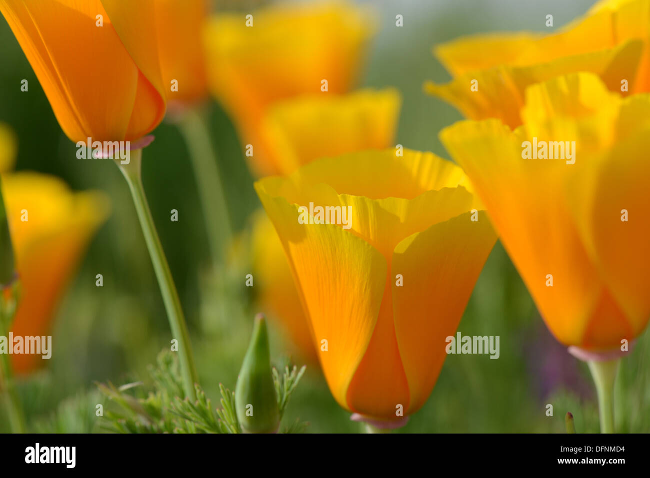 California Orange Poppy Macro Close Up Stock Photo - Alamy