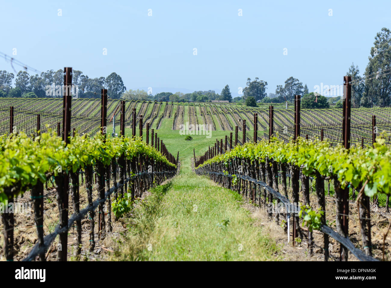 Napa valley vineyards grapes america hi-res stock photography and ...