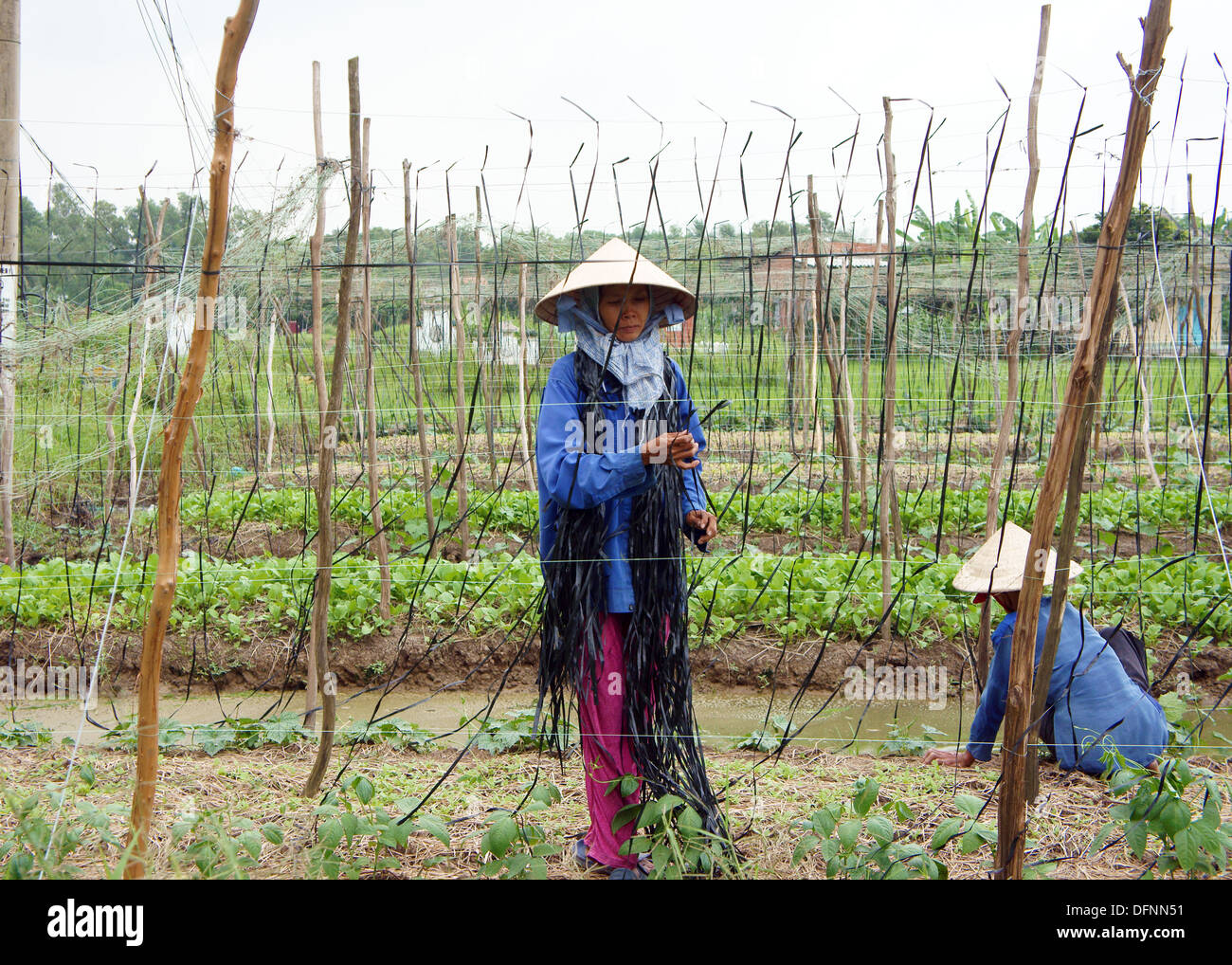 Women wear conical straw hat bind string into frame where chinese pea ...