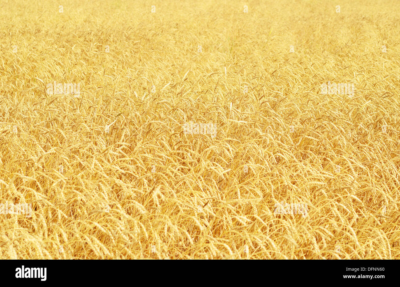 golden wheat field Stock Photo - Alamy