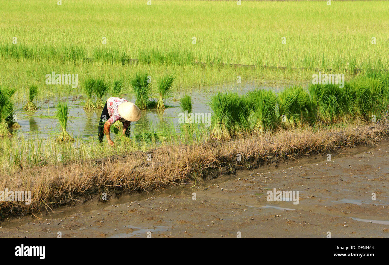 Farmer sowing seeds on field hi-res stock photography and images - Alamy