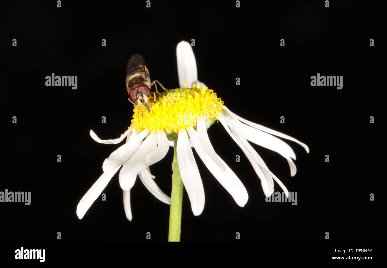 Fly with pollen hi-res stock photography and images - Alamy